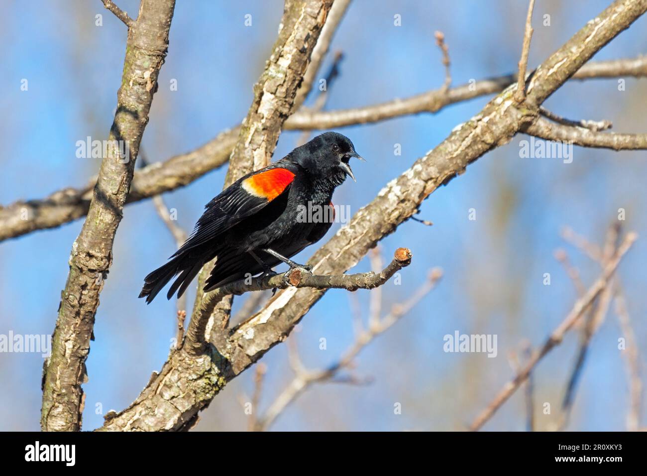 A red-winged blackbird sings a song while perched in a barren tree ...