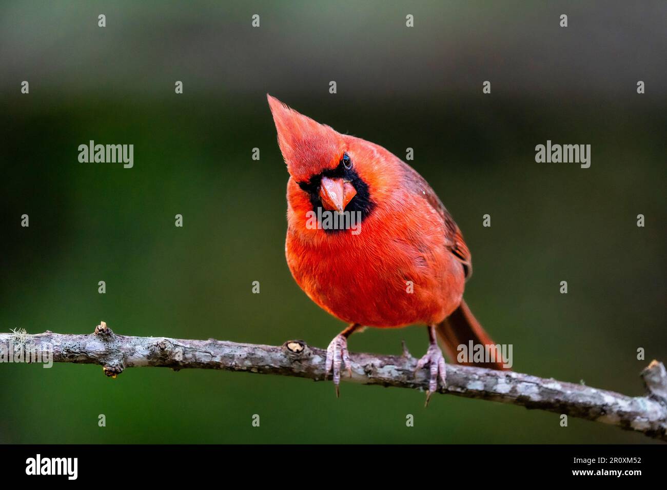A beautiful male northern cardinal perched on a tree branch Stock Photo ...