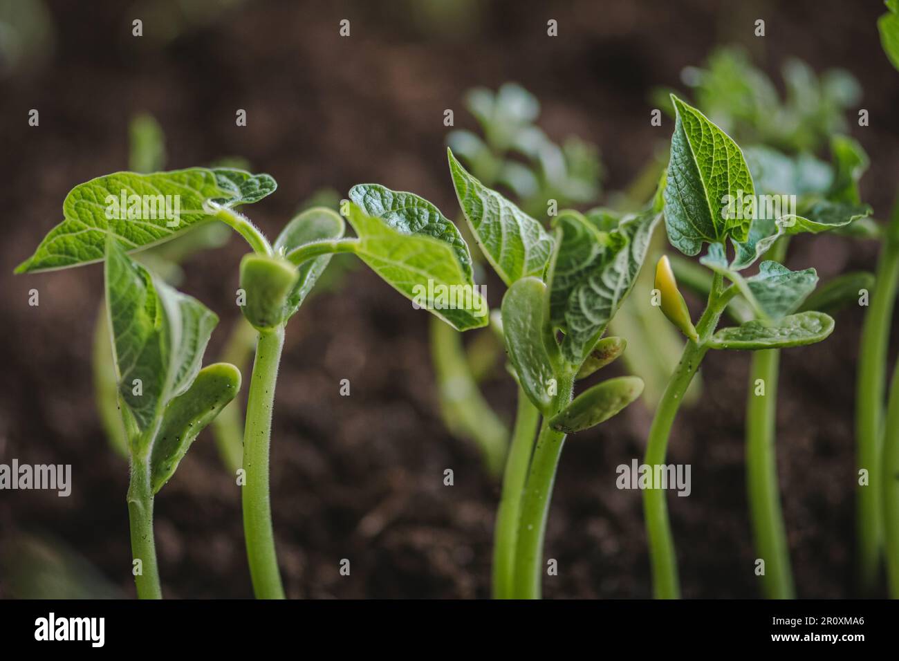 Bean seed in soil hi-res stock photography and images - Alamy