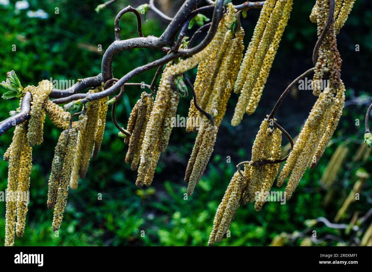 Corkscrew plant hi-res stock photography and images - Alamy
