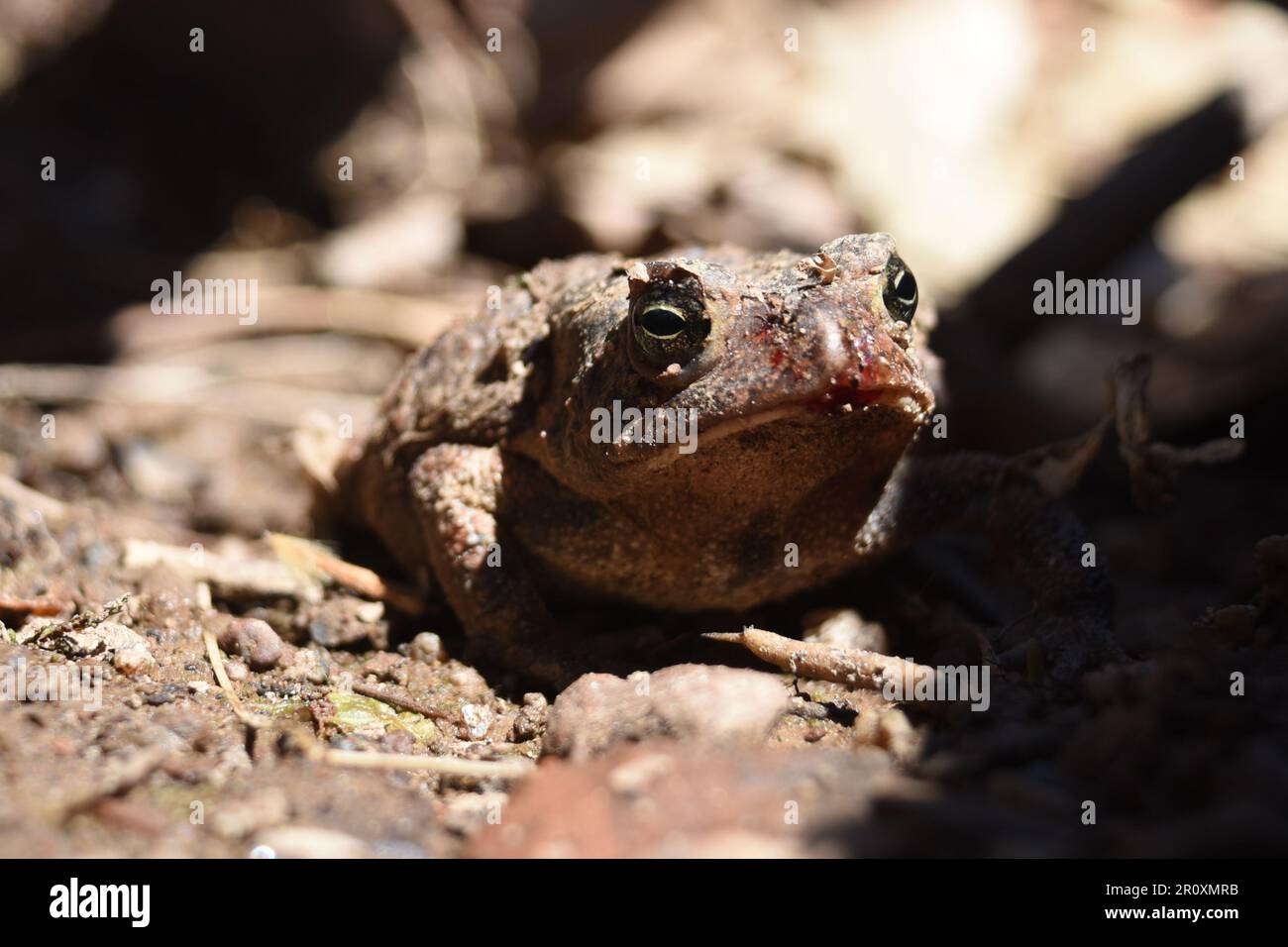 Squirming hi-res stock photography and images - Alamy