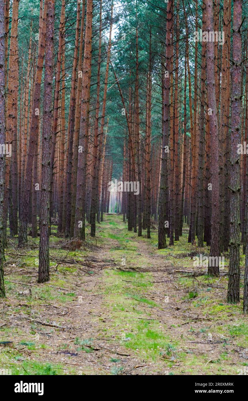 Poland pine tree forest hi-res stock photography and images - Alamy