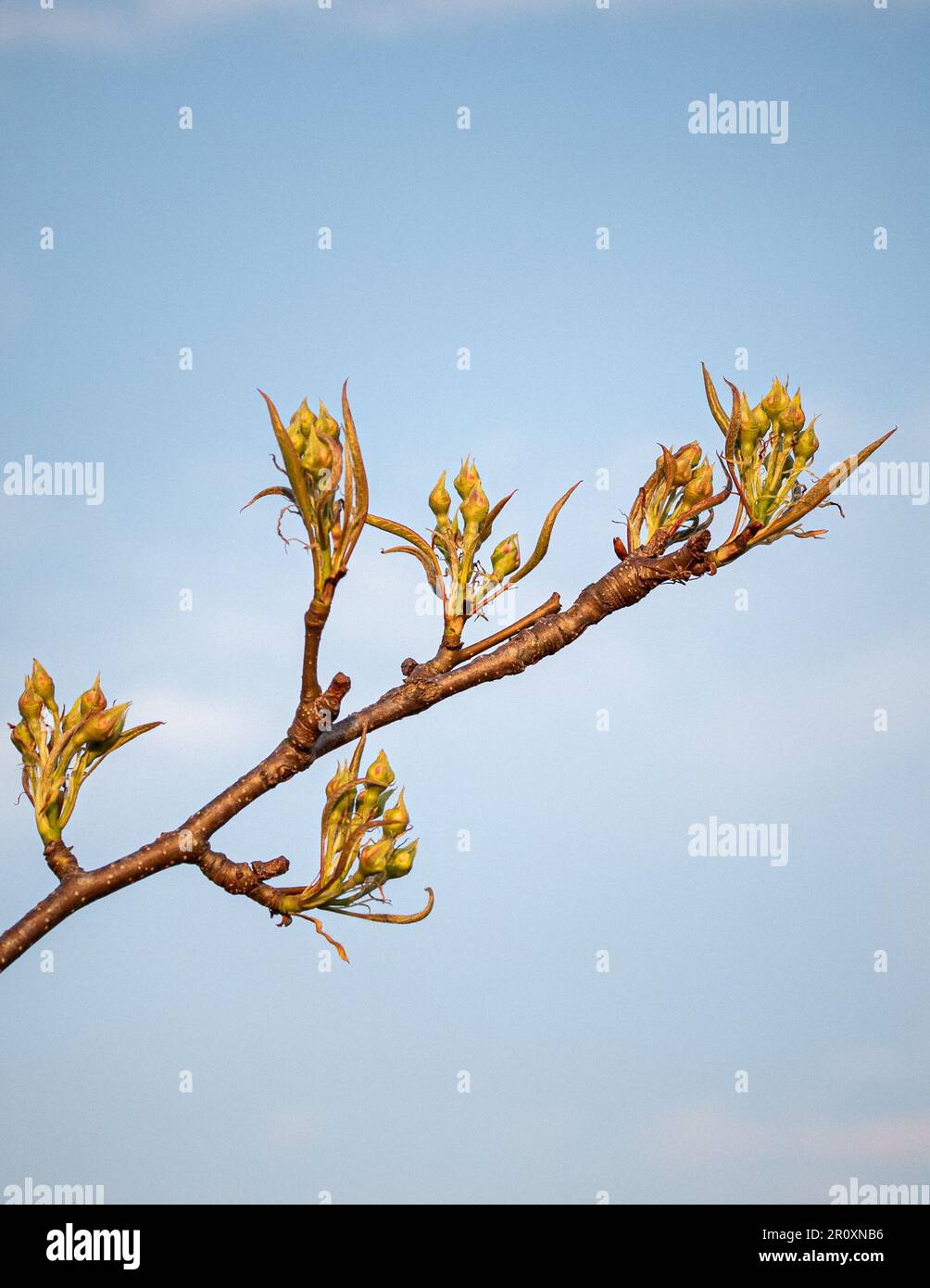 Burst of buds hi-res stock photography and images - Alamy