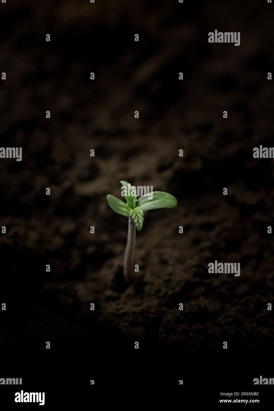 A cannabis sprout emerging from dark soil Stock Photo - Alamy