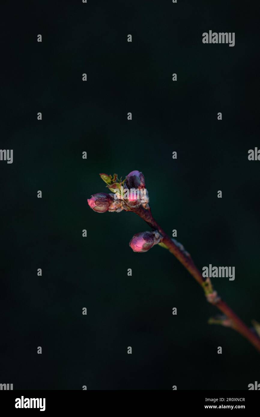 Burst of buds hi-res stock photography and images - Alamy