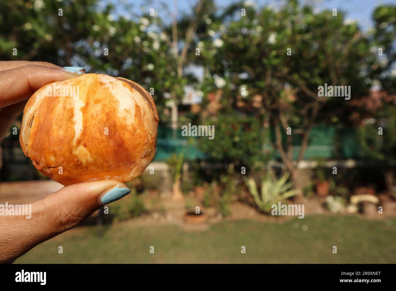 Borassus flabellifer commonly known as wine palm, or ice apple is ...