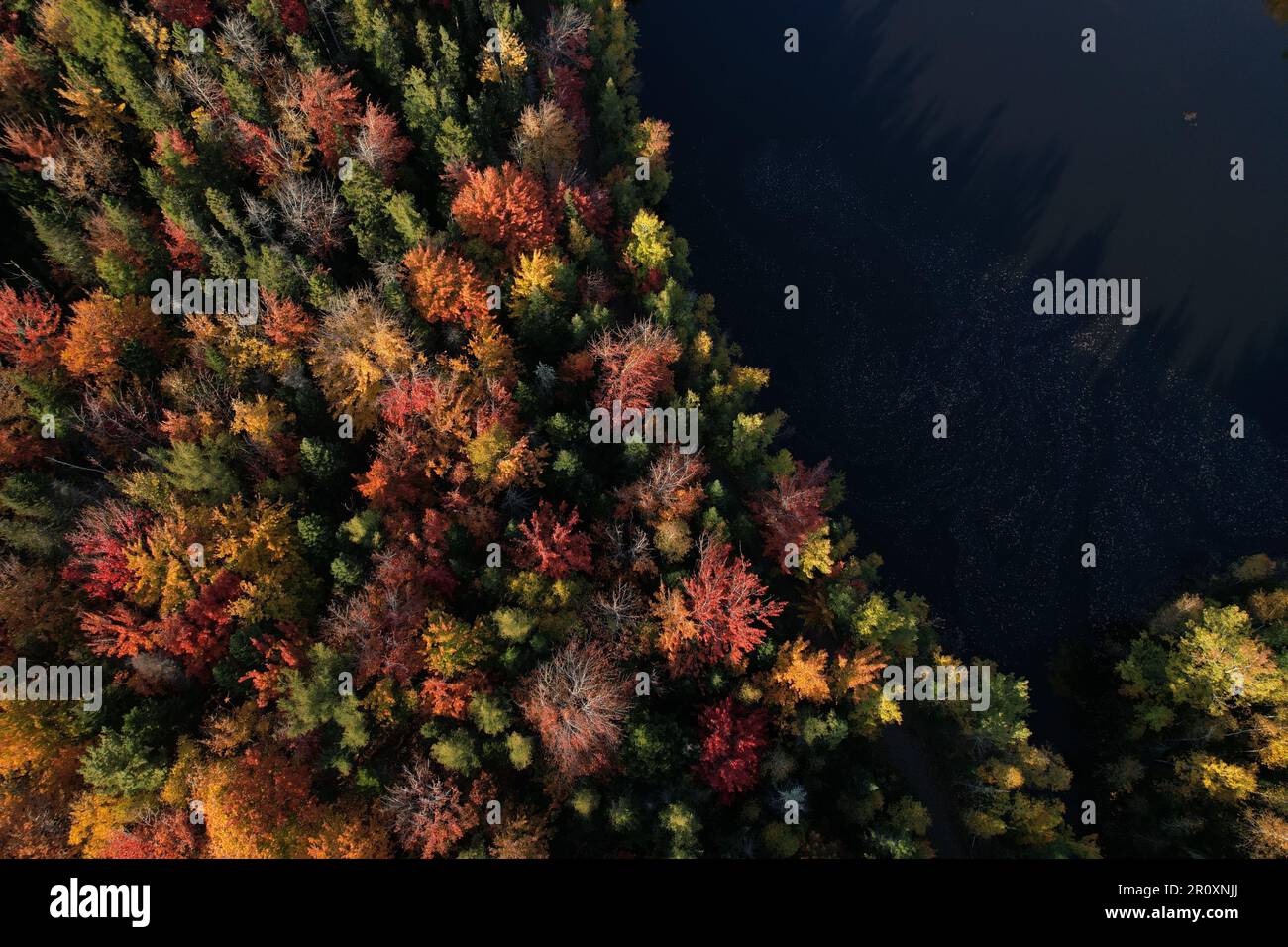 An aerial view of a forest covered in yellowing trees in New Brunswick ...
