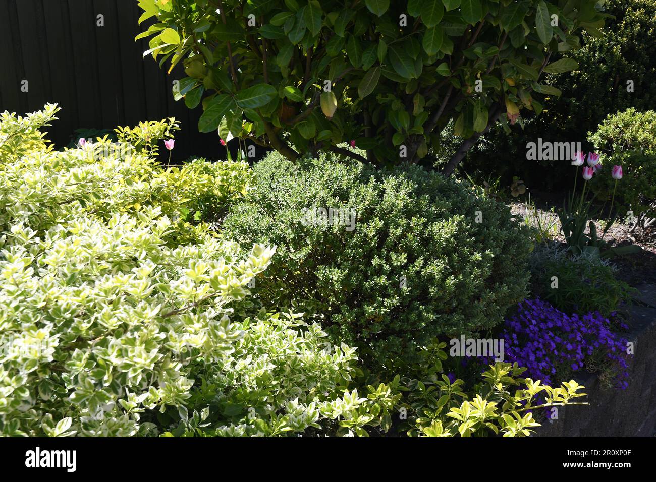 Kastrup/Copenhagen /Denmark/10 mAY 2023/ Various flower types and olor ...