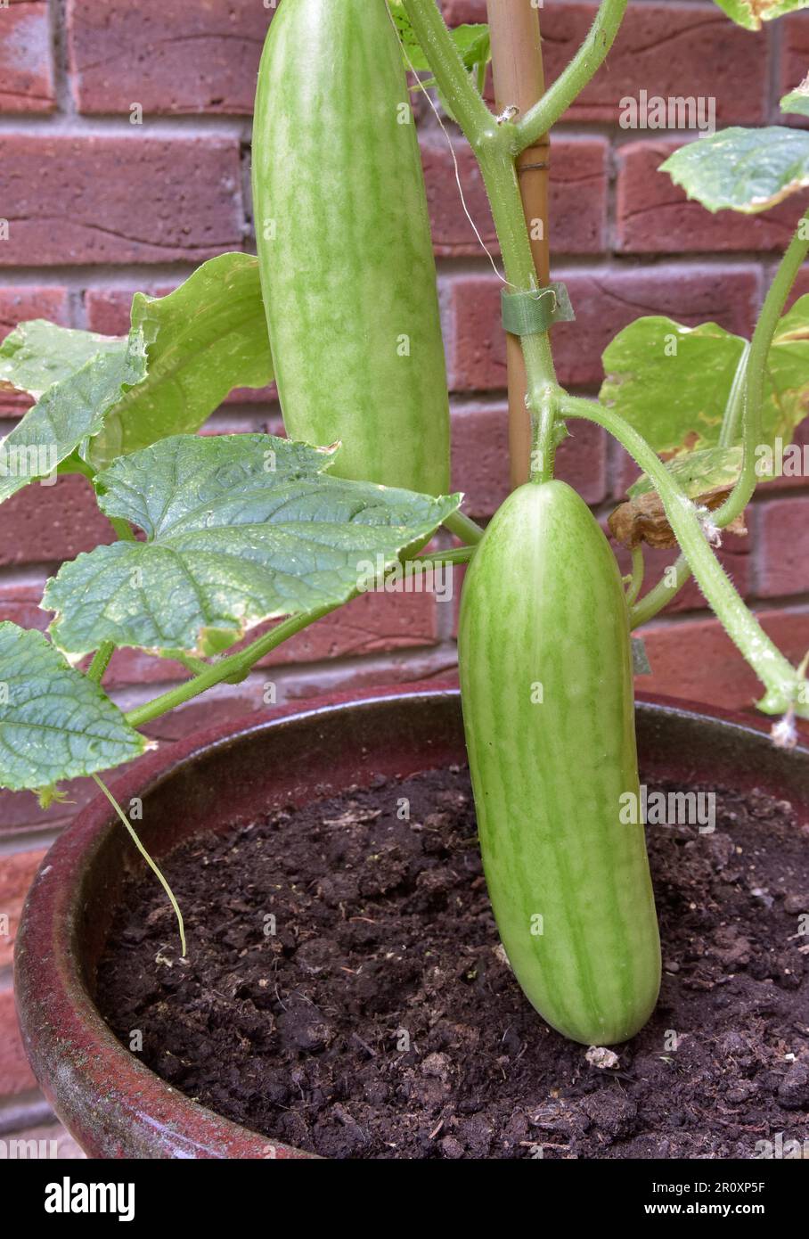 Organically grown Cucumber plant in pot with cucumbers on. Cucumber ...