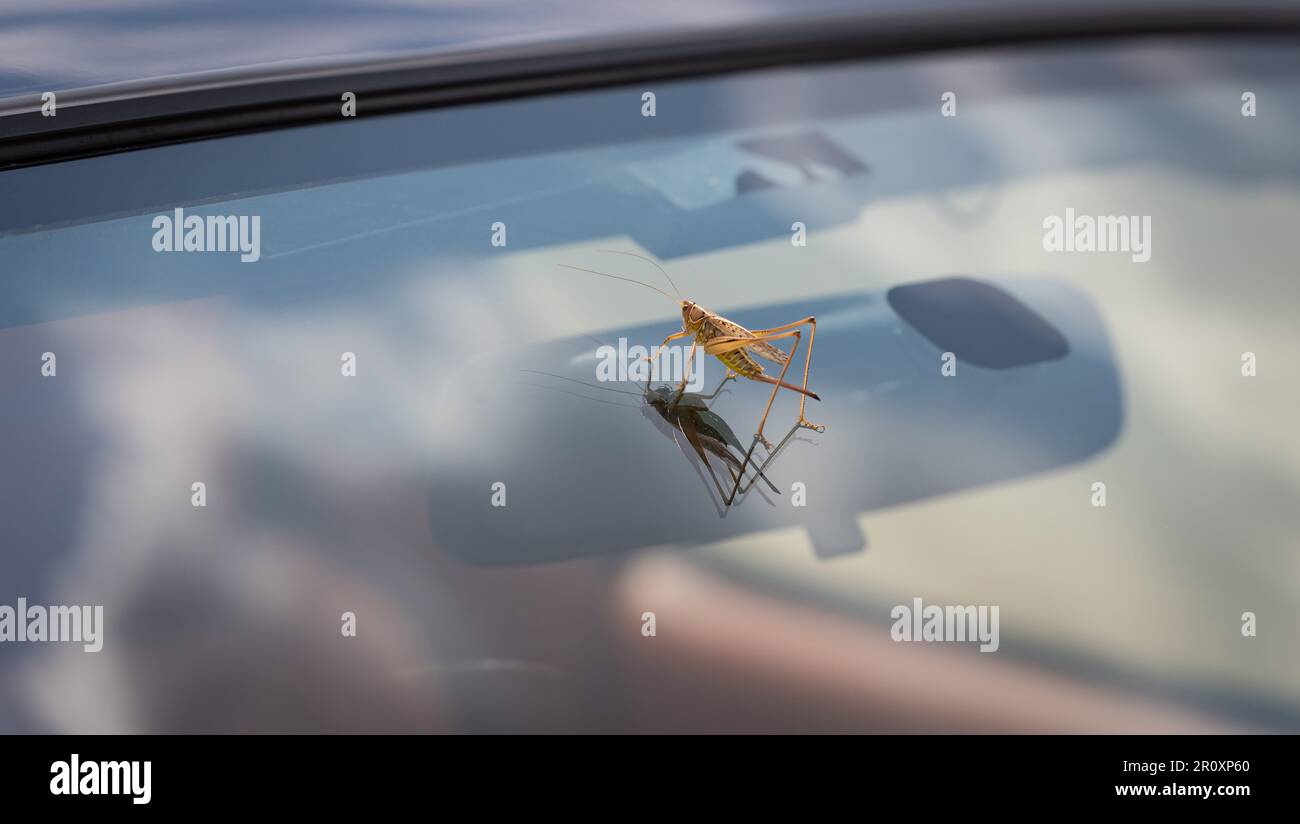 Hungarian species hi-res stock photography and images - Alamy