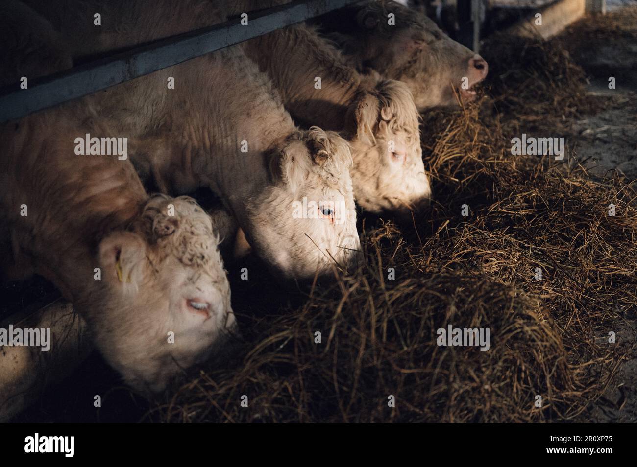 A herd of cows grazing in a rustic barn setting Stock Photo - Alamy