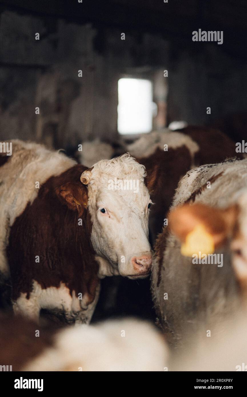 A group of cows standing in a barn Stock Photo - Alamy