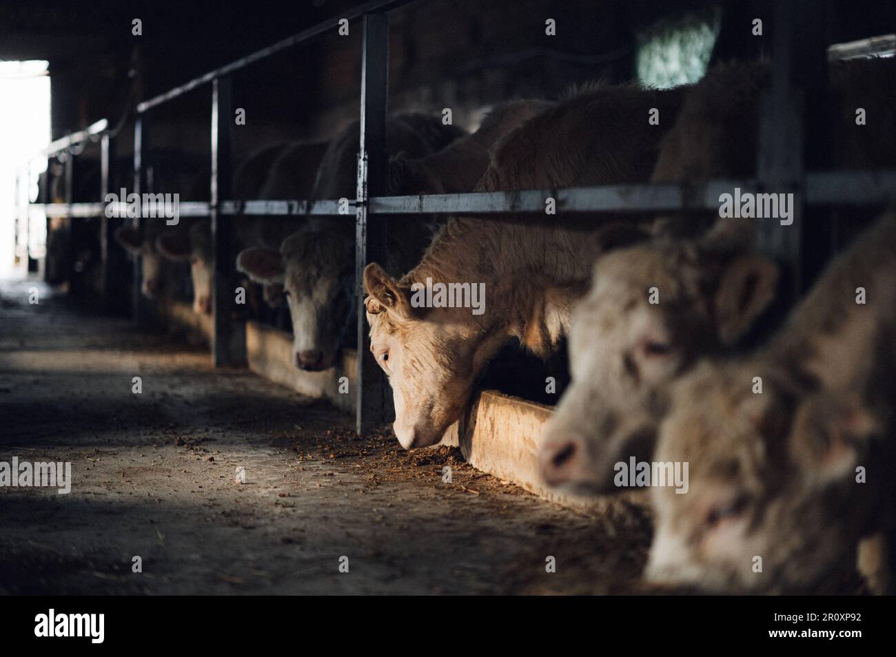 A herd of cows grazing in a rustic barn setting Stock Photo - Alamy