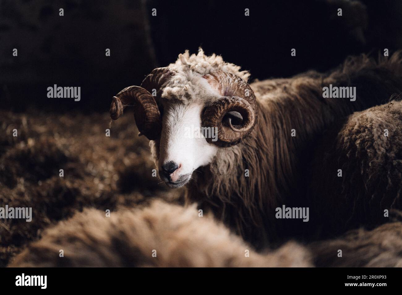 Rustic sheep hi-res stock photography and images - Alamy