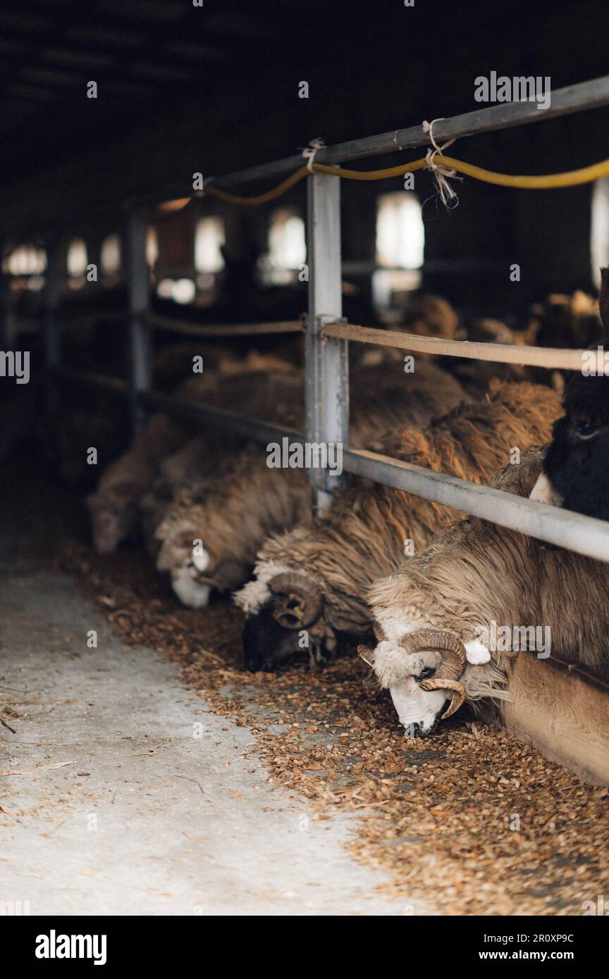 A flock of sheep in a rustic barn setting Stock Photo - Alamy