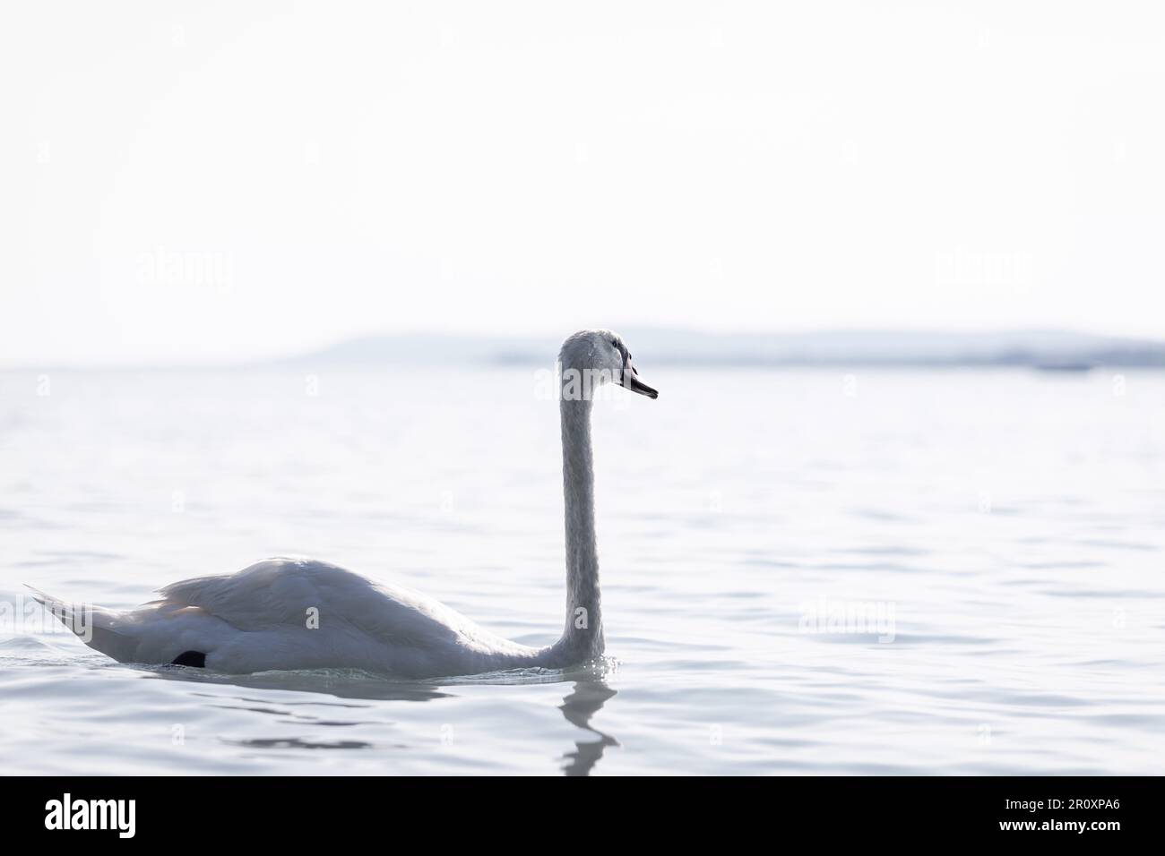 Floating swan hi-res stock photography and images - Alamy