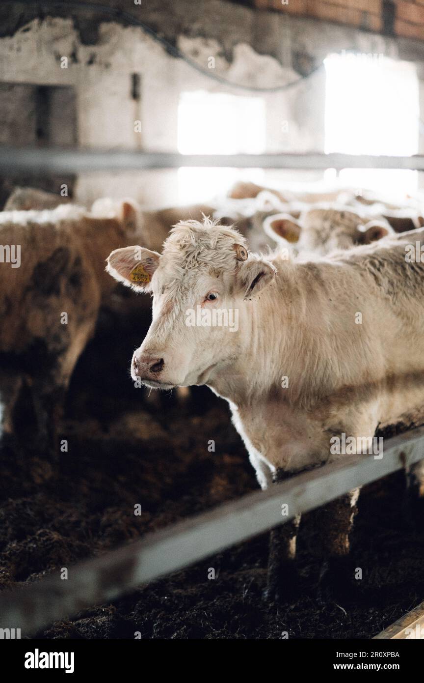 A herd of cows grazing in a rustic barn setting Stock Photo - Alamy