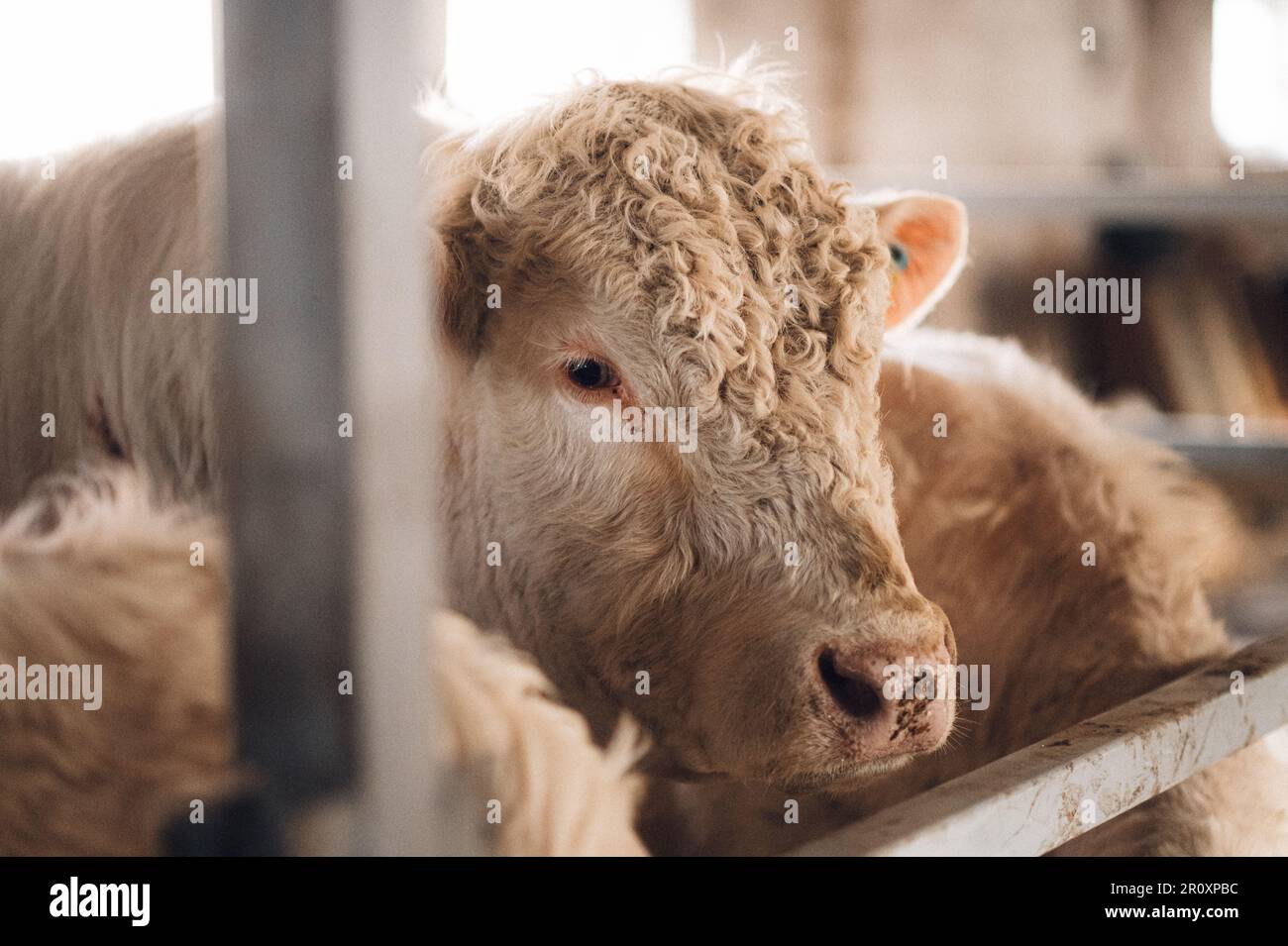 A herd of cows grazing in a rustic barn setting Stock Photo - Alamy