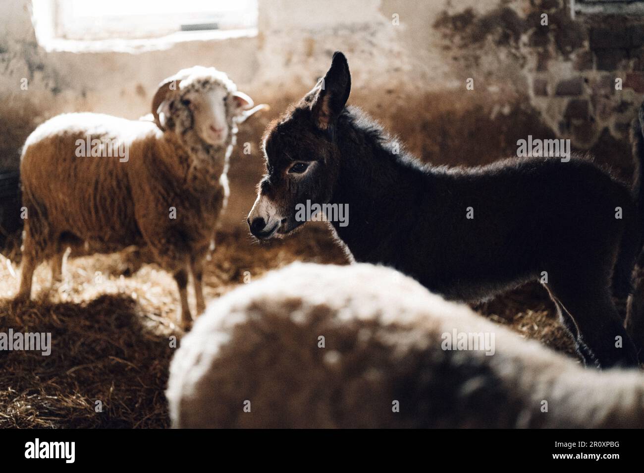 Donkey in barn rustic setting hi-res stock photography and images - Alamy