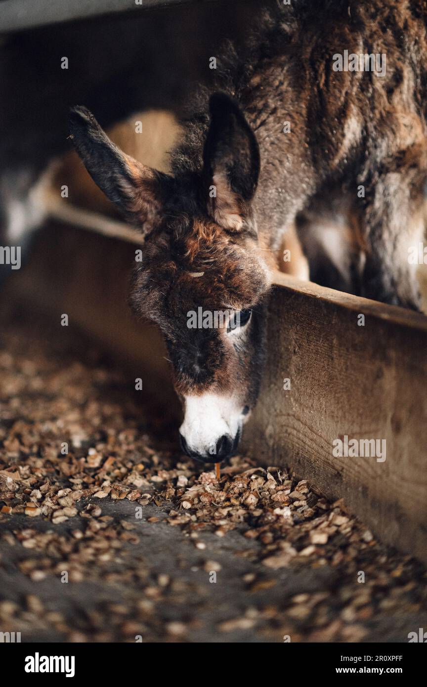 An adorable donkey stands alone by a trough in a dusty rural setting ...