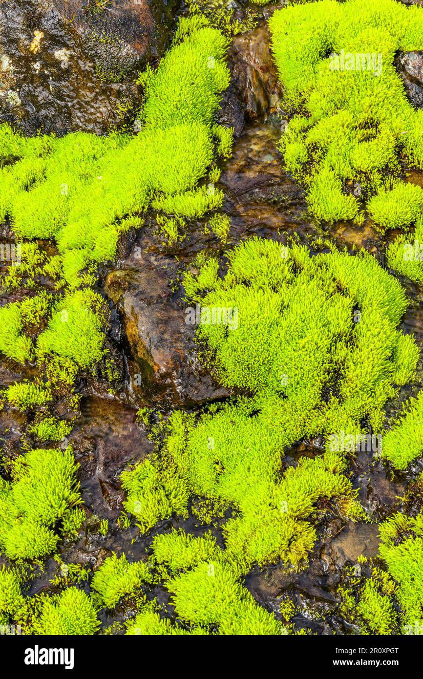 Soft mosses hi-res stock photography and images - Alamy