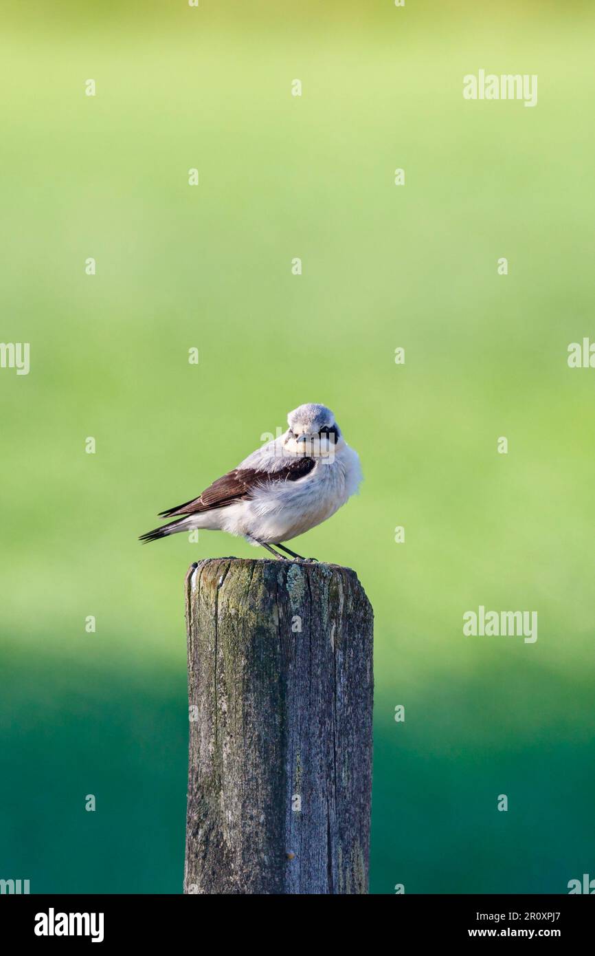Northern wheatear natural habitat hi-res stock photography and images ...
