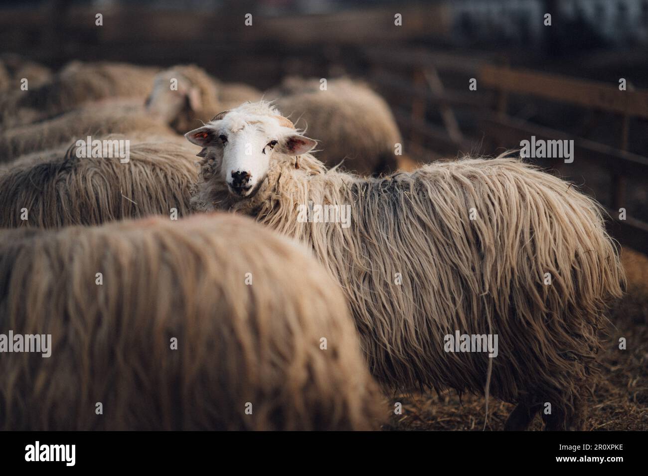 Rustic sheep hi-res stock photography and images - Alamy