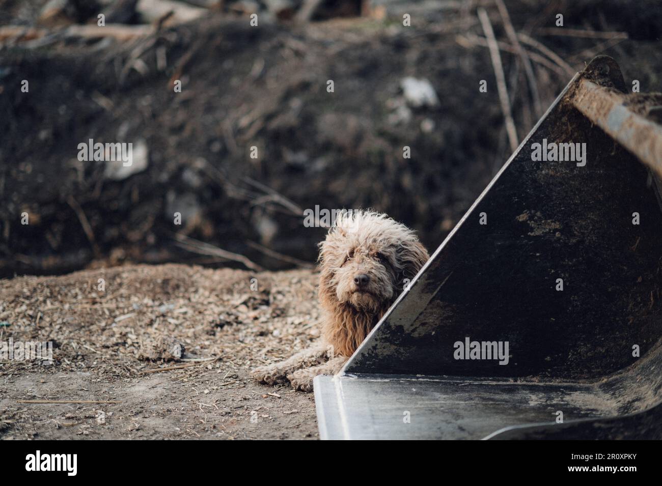 A cute furry dog hiding behind a metal structure Stock Photo - Alamy