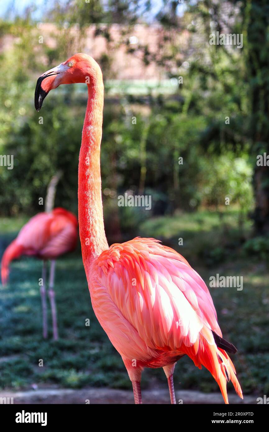 A flock of flamingos relaxing in a green environment Stock Photo - Alamy