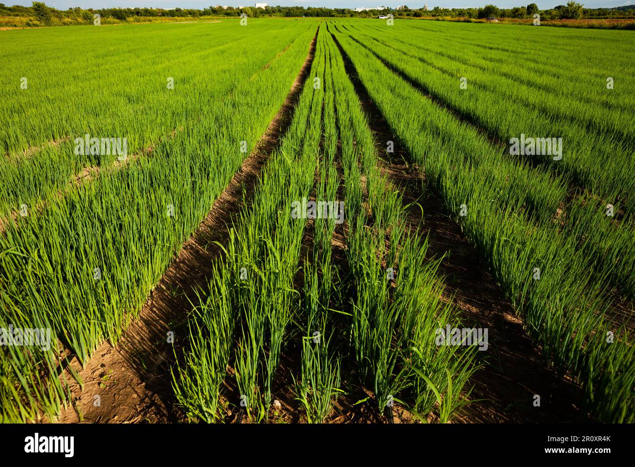 Green onion field in sunset. low depth of field Stock Photo - Alamy