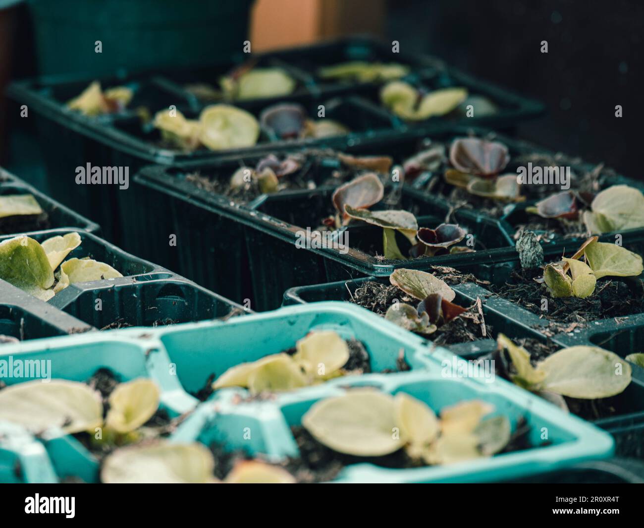 Natural Organically grown vegetables and plants are grown in a ...