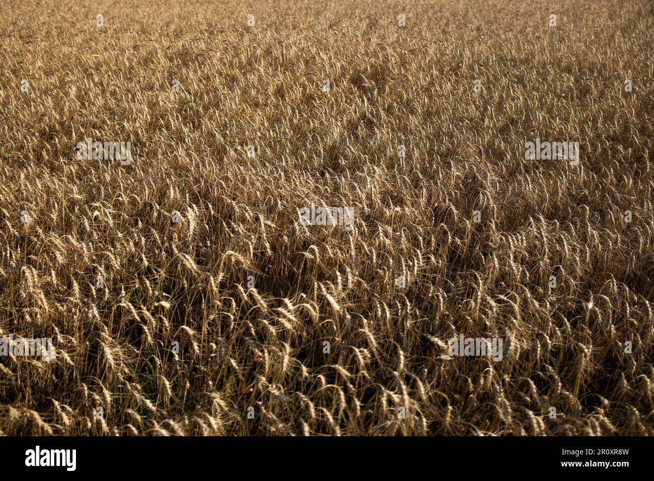 Close-up of wheat spikes on field. Extremely short deep of field ...