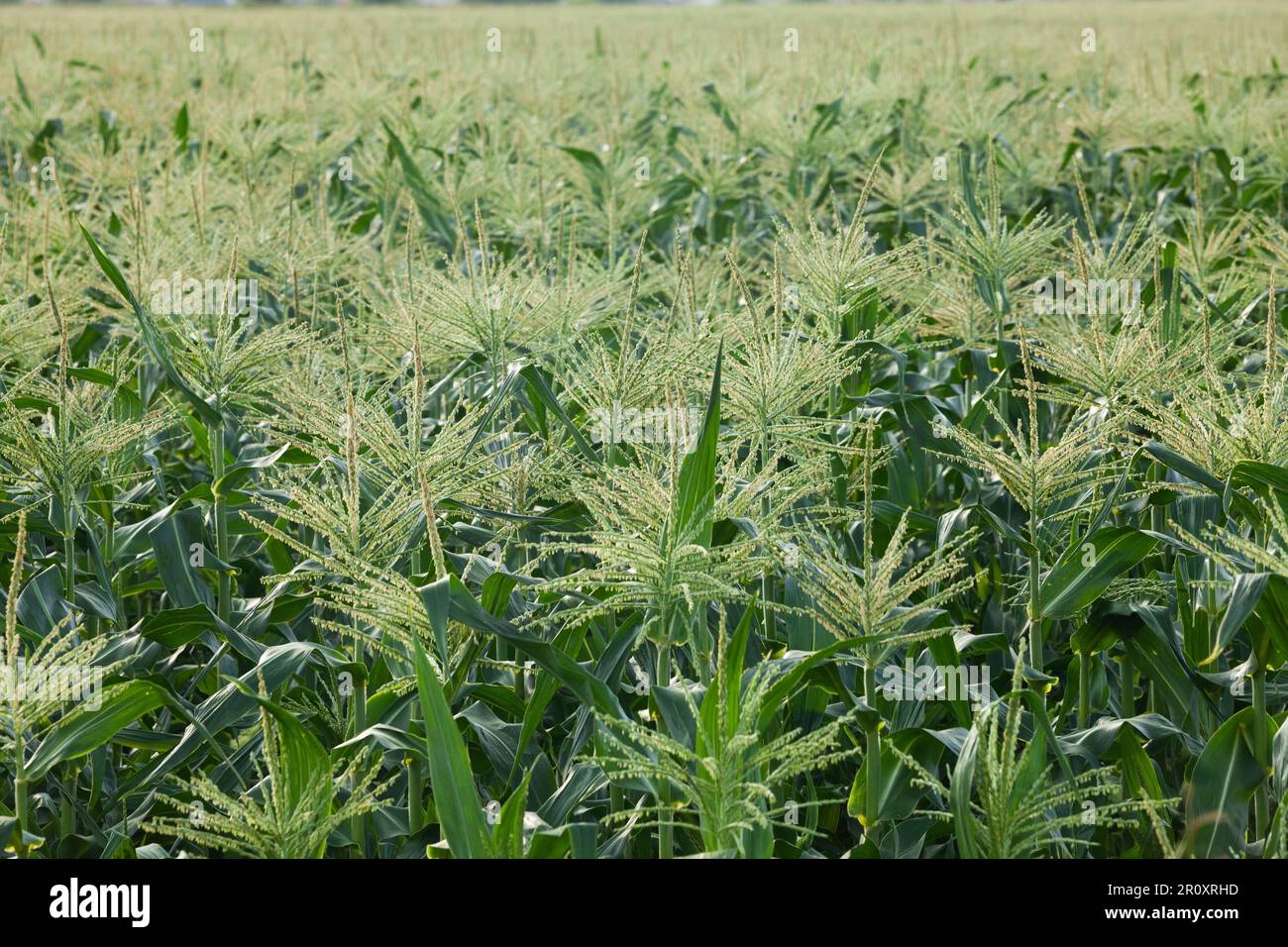 Corn field in summer day, closeup photo Stock Photo - Alamy