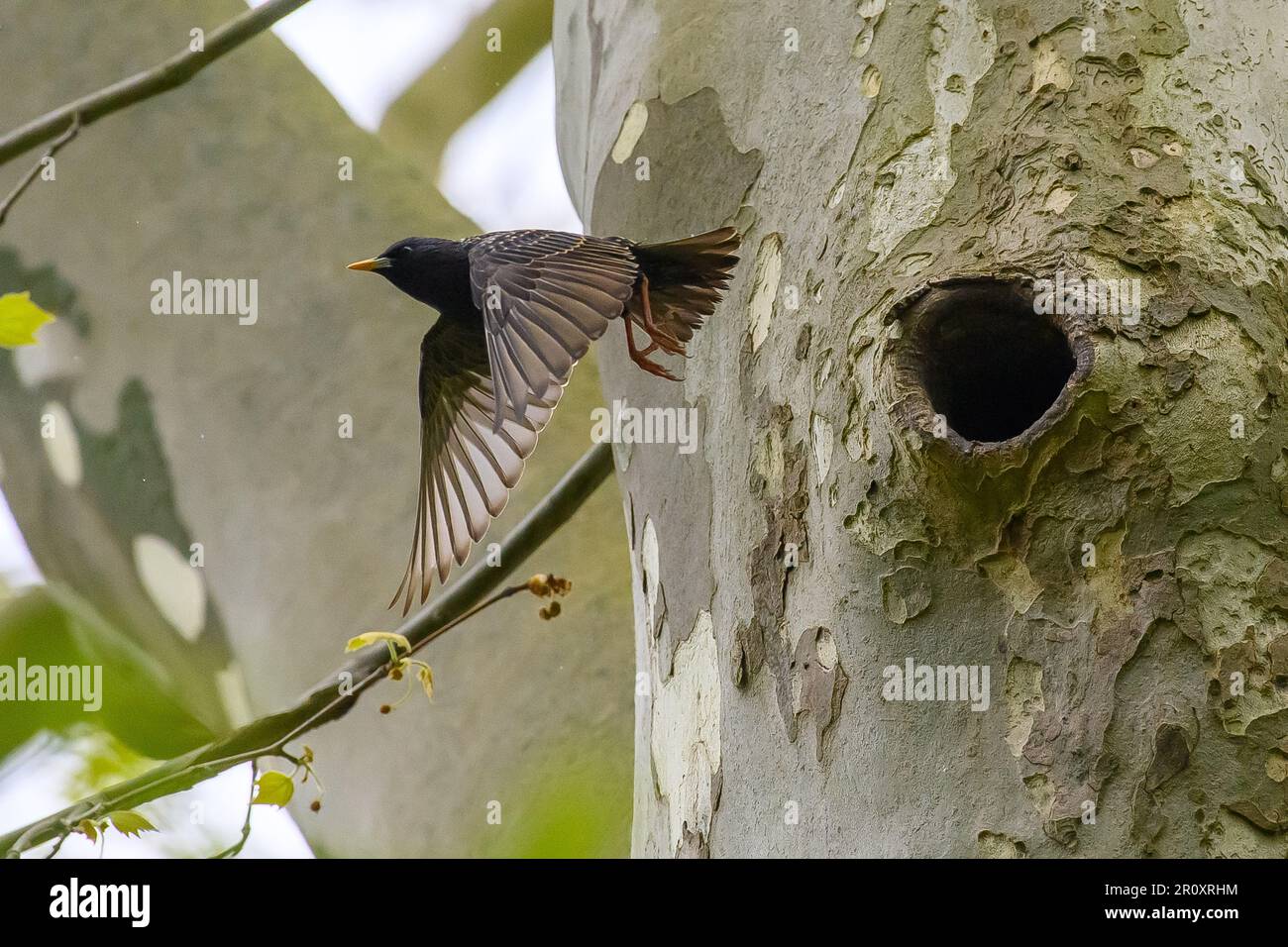 10 May 2023, Saxony-Anhalt, Magdeburg: A starling leaves a tree cavity ...