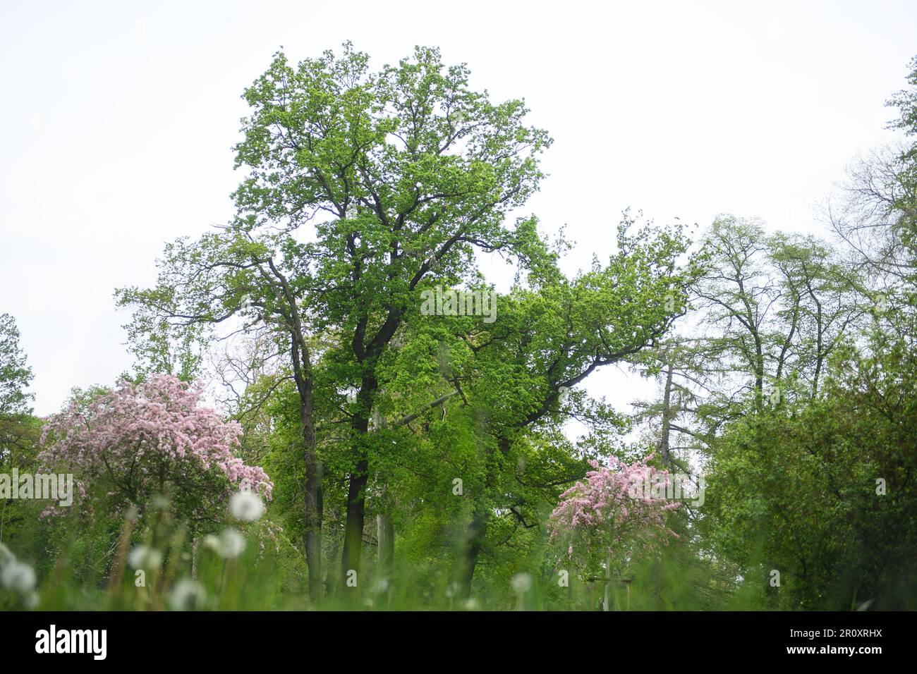 Simultaneously flowering hi-res stock photography and images - Alamy