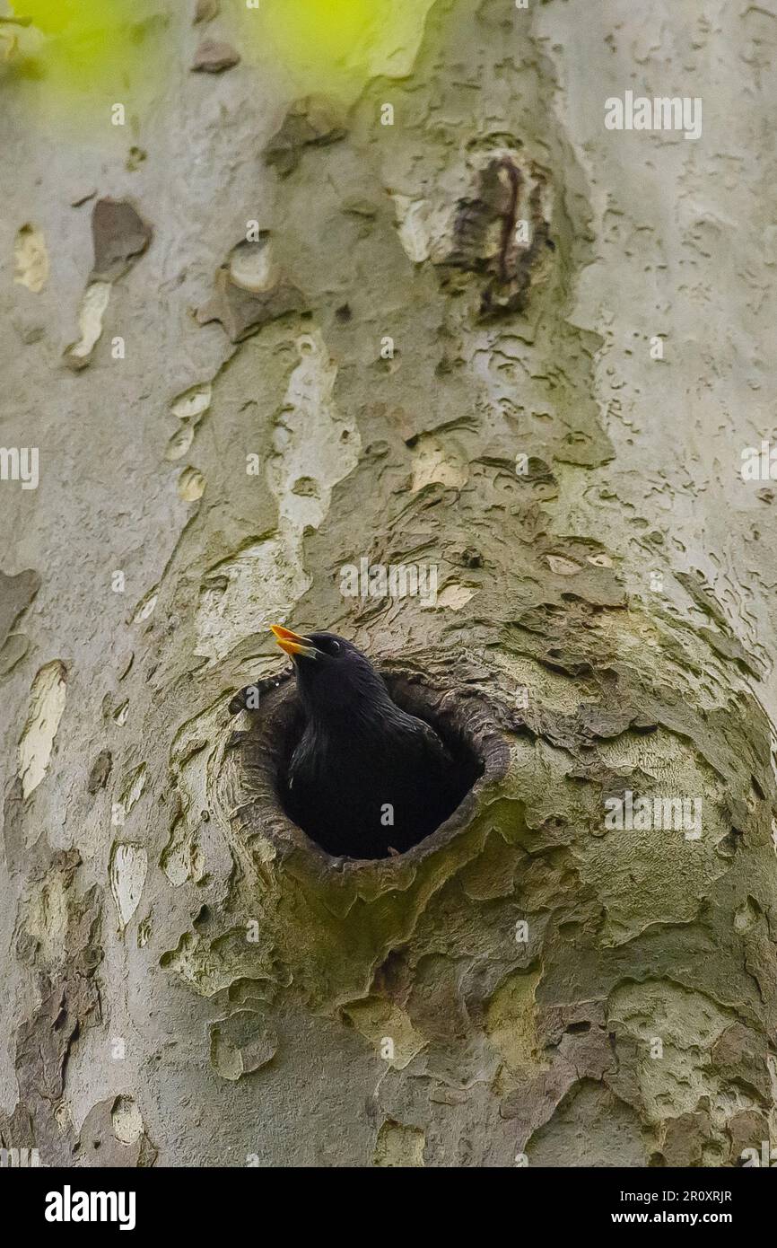 10 May 2023, Saxony-Anhalt, Magdeburg: A starling looks out of a tree ...