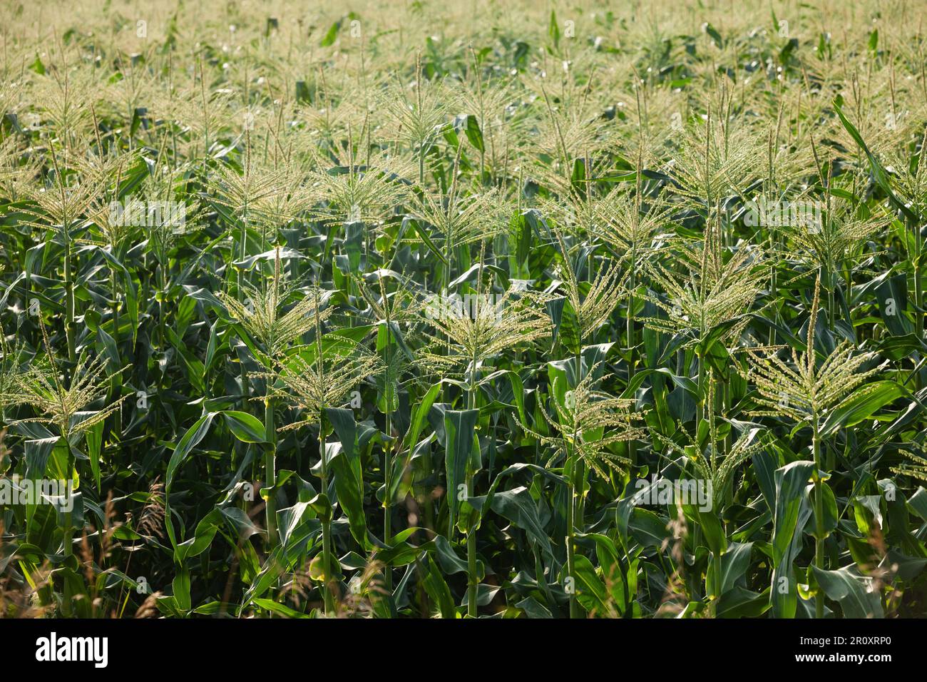 Farming farmland field hi-res stock photography and images - Alamy