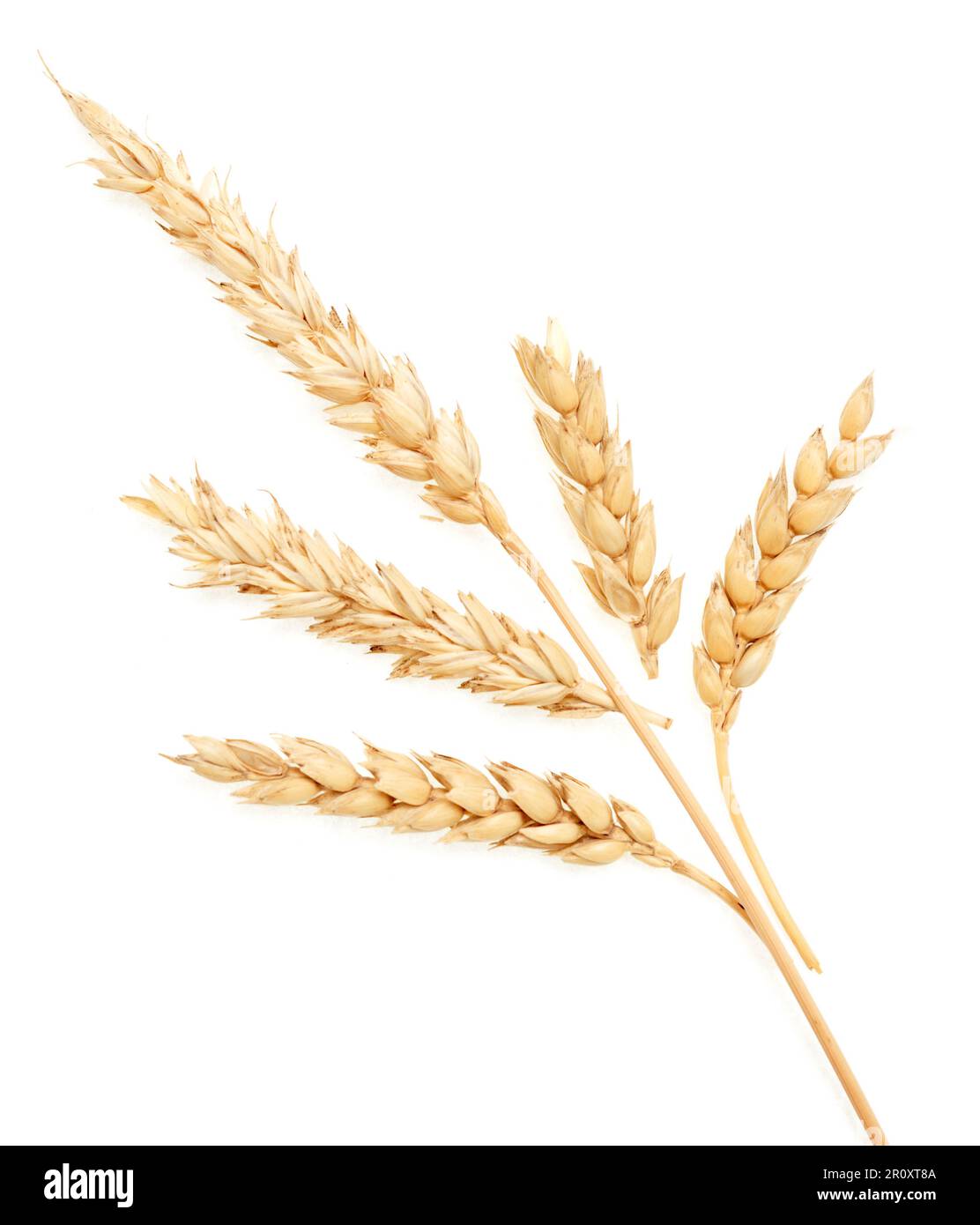 Wheat isolated on white background Stock Photo - Alamy