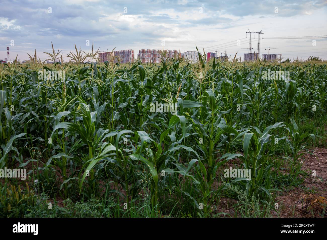 Corn field with houses hi-res stock photography and images - Alamy