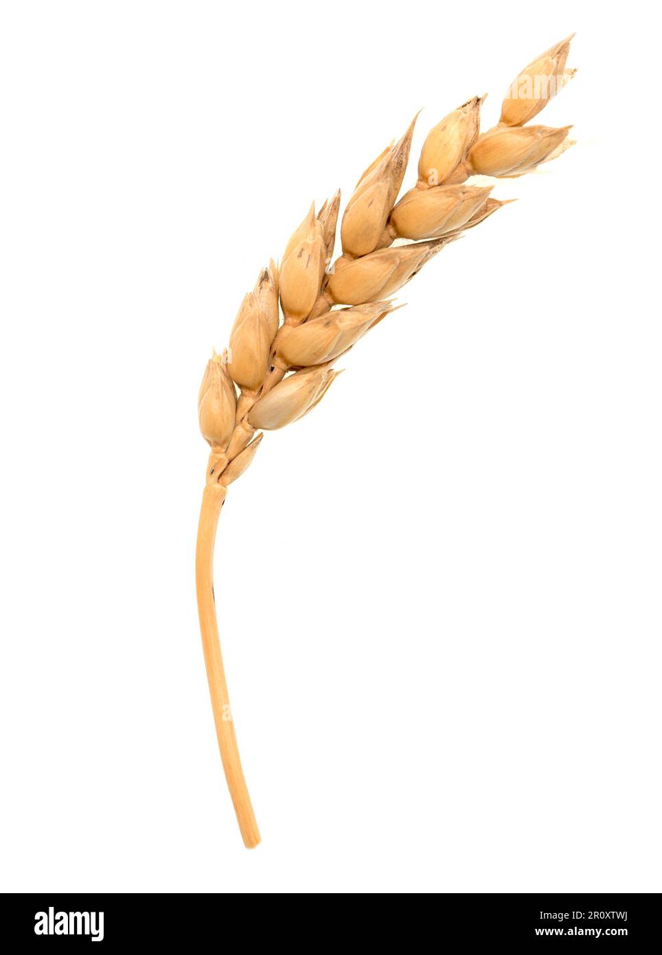 Ear of wheat isolated on white background Stock Photo - Alamy