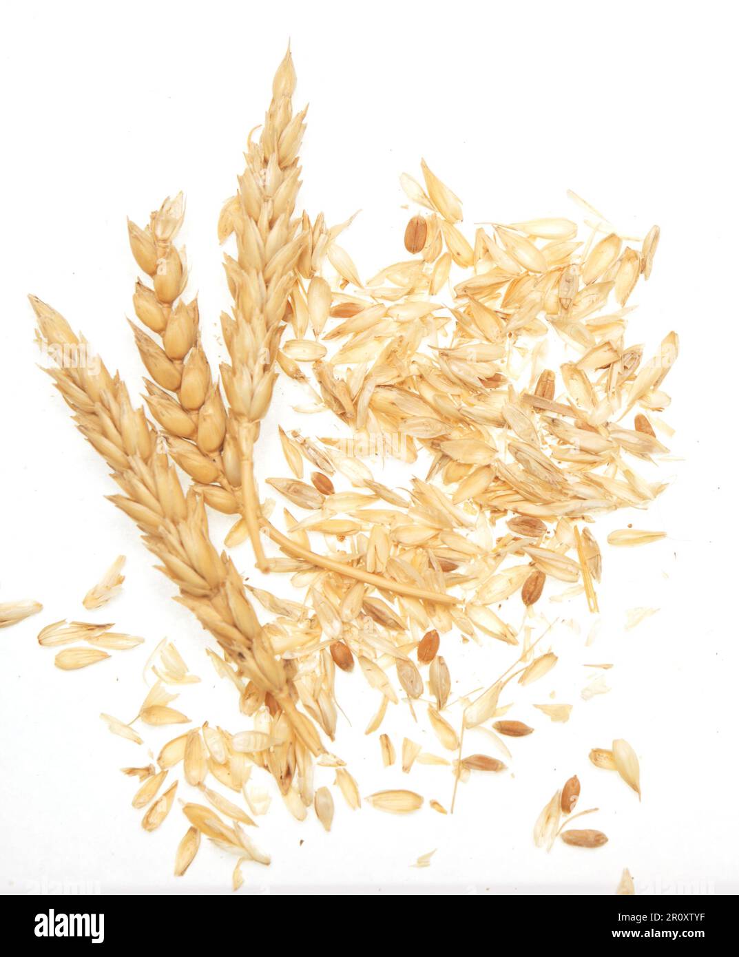 Wheat isolated on white background Stock Photo - Alamy
