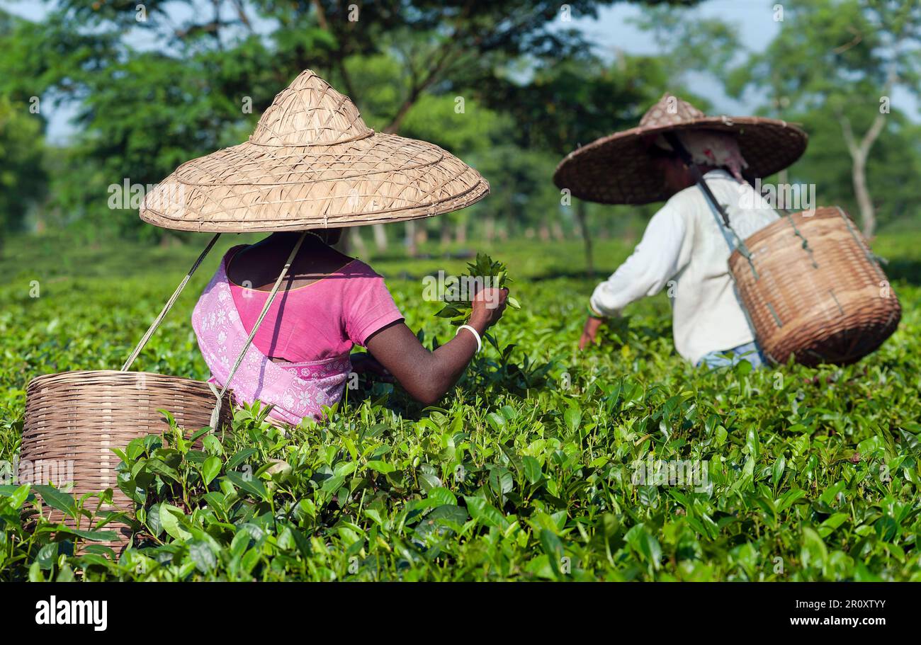 Women picking tea leaves wearing beautiful bamboo hats and carrying collection baskets in lush ...