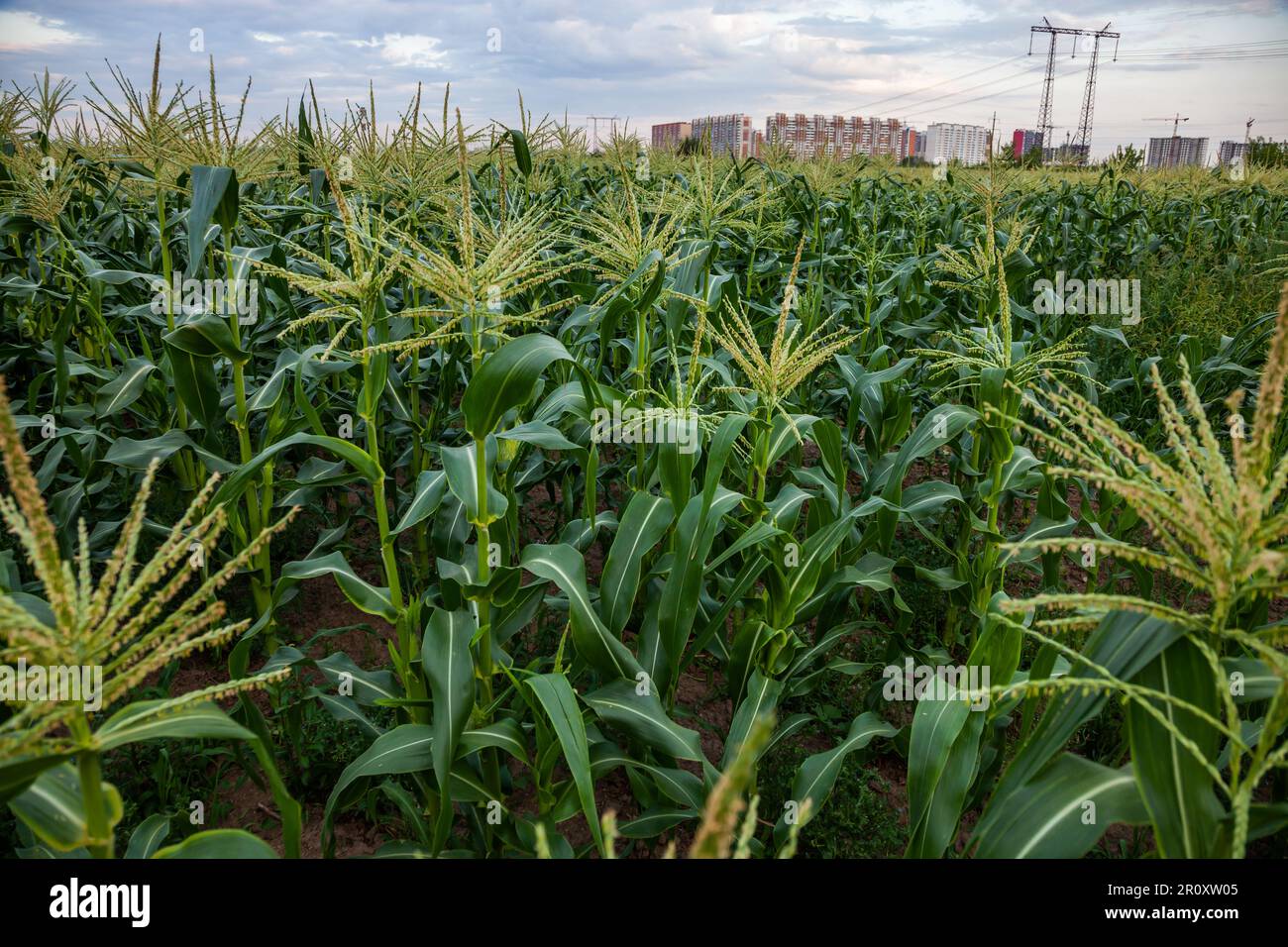 Corn field in summer day. Multistory houses on background Stock Photo ...