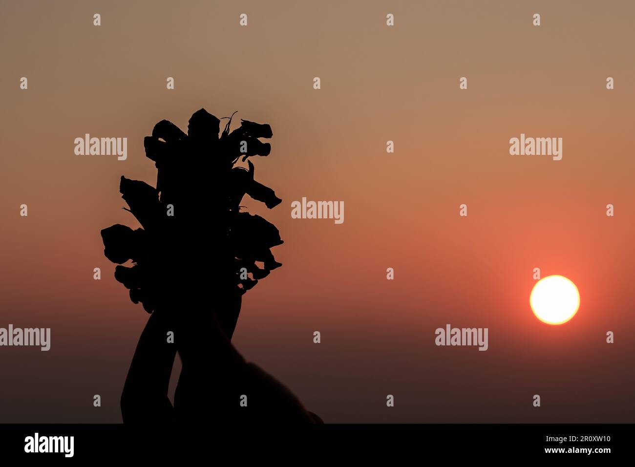 Tree silhouette With the sunrise light in the morning Stock Photo - Alamy