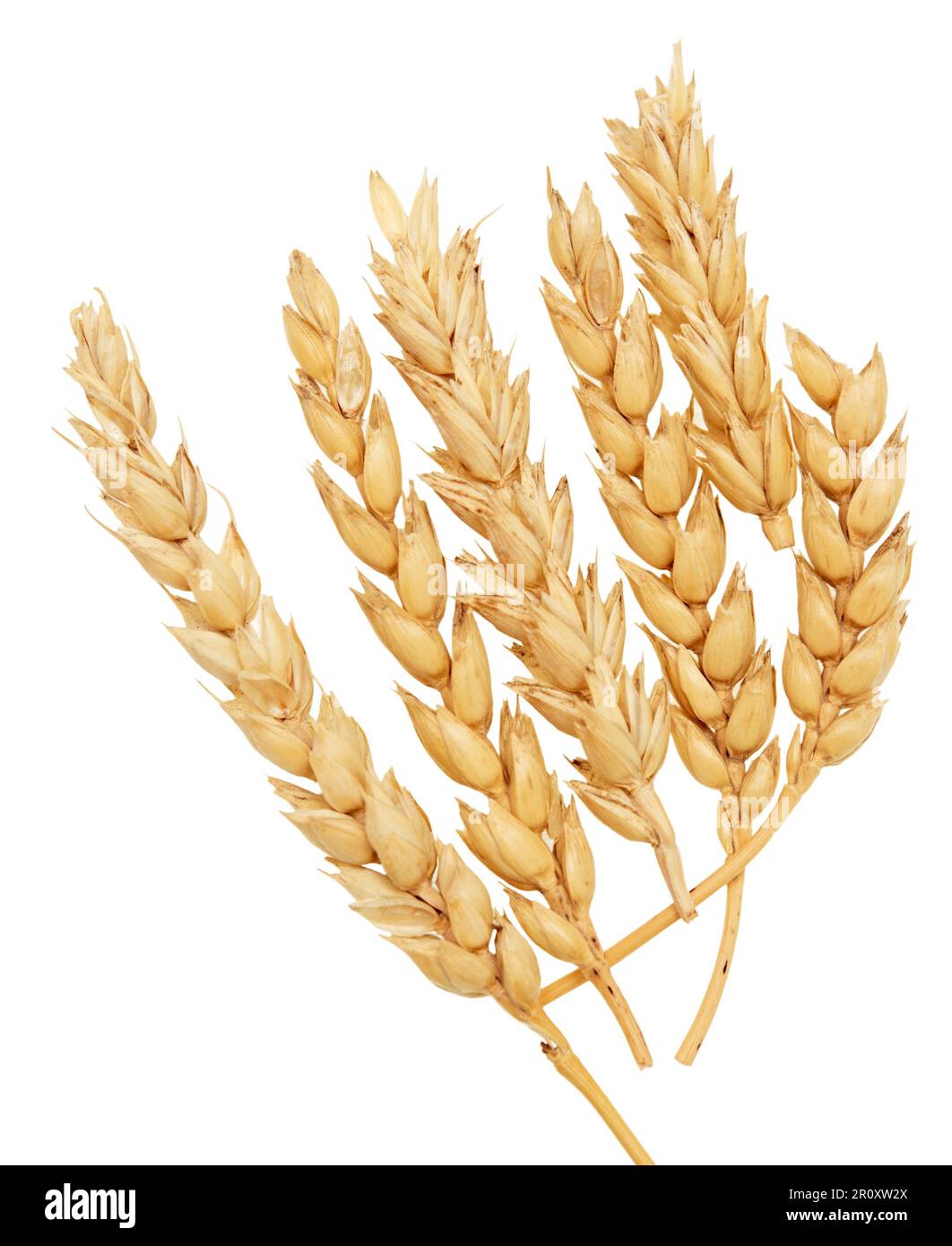 Wheat isolated on white background Stock Photo - Alamy