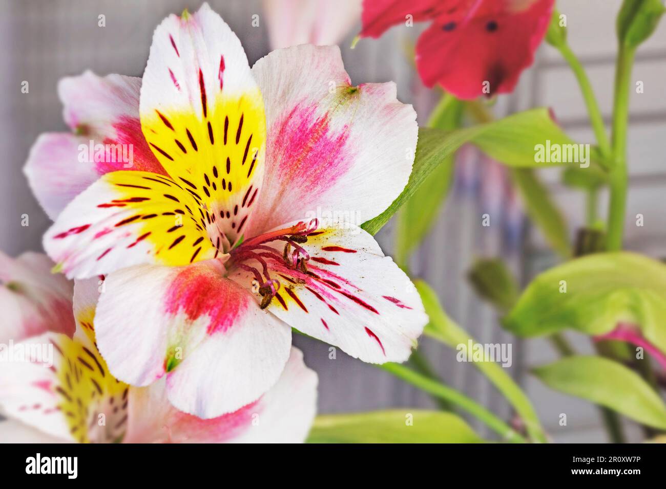 close-up of a flower of pink Peruvian lily or Alstroemeria. horizontal ...