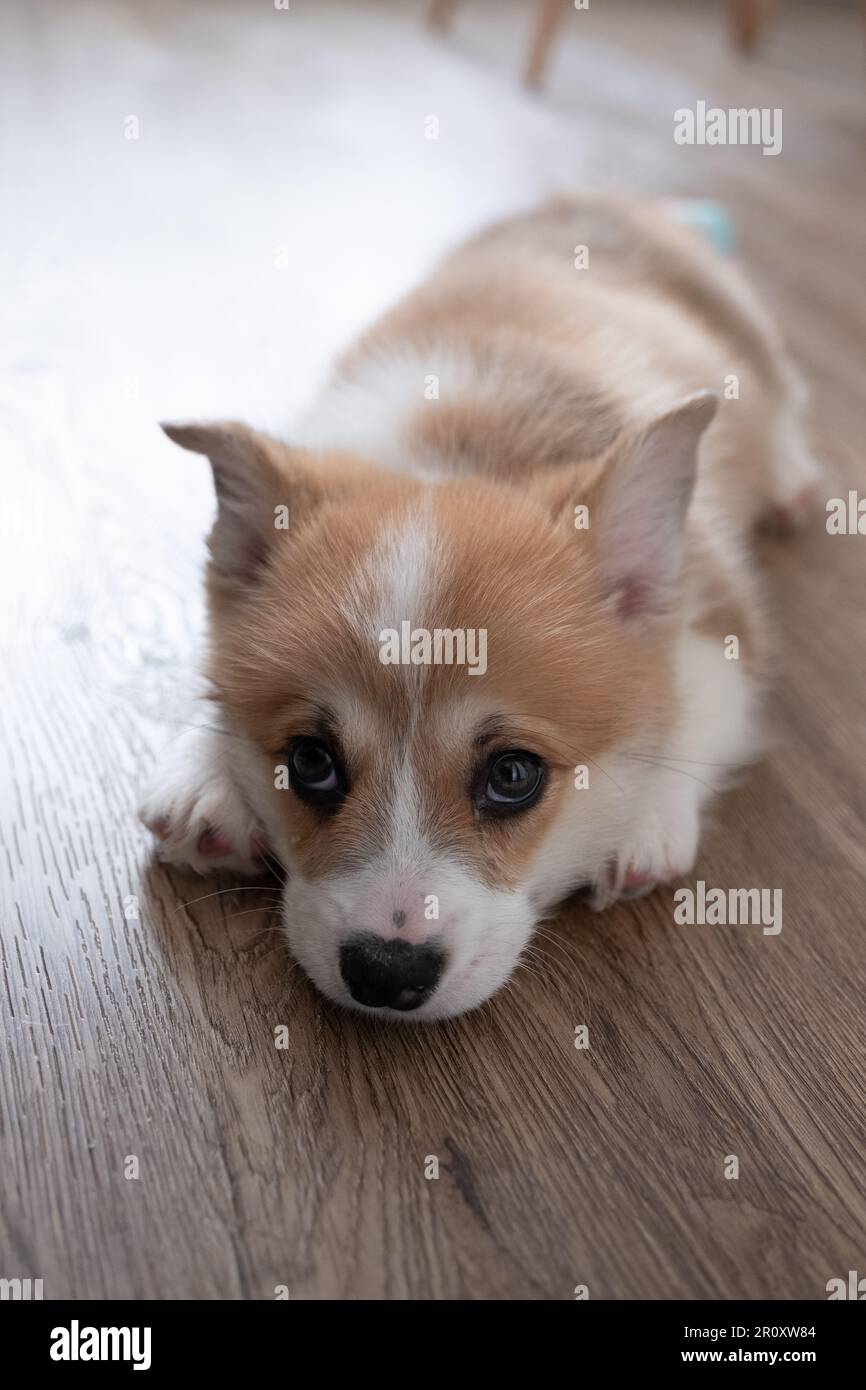 puppy welsh corgi pembroke laying on the floor Stock Photo - Alamy