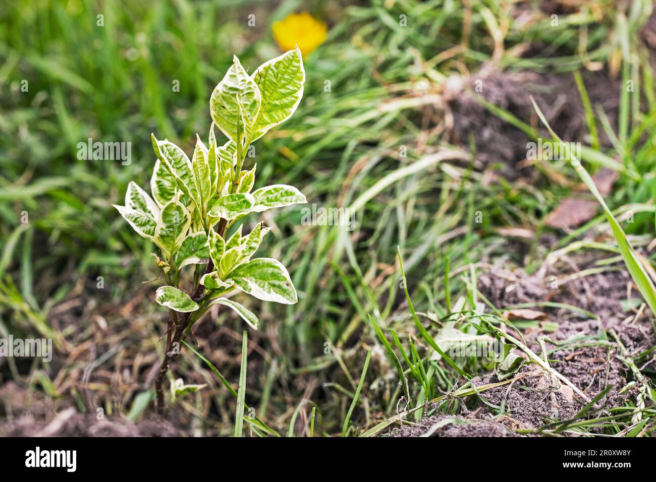 young sapling with loosened leaves of derens belii Elegantissima. hedge ...