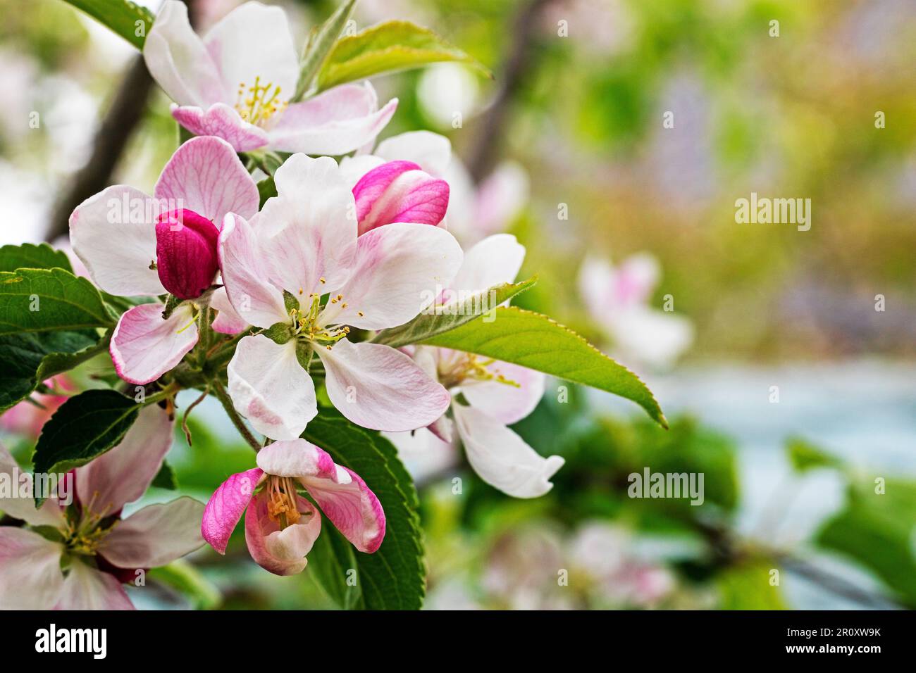 blooming gently pink flowers of a young apple tree. farm agriculture ...