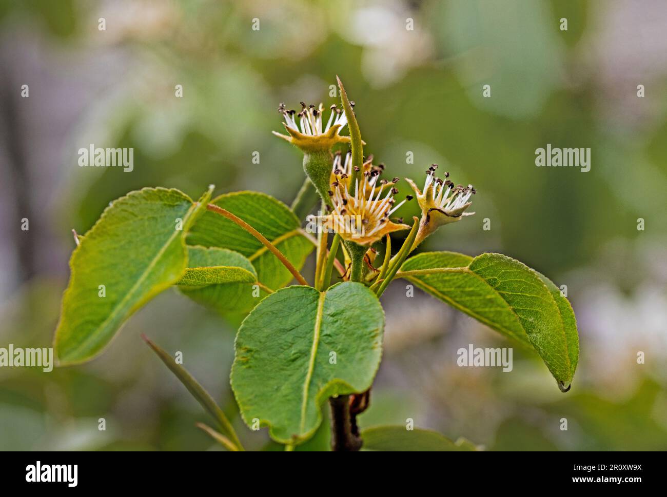 ovary of pear fruit after flowering. garden and farming Stock Photo - Alamy